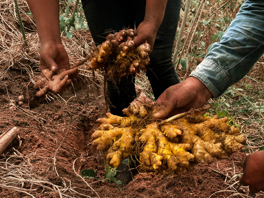 Ginger Bulks | bulks | Quality Supplier Foods®
